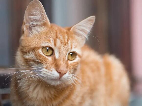 Your Cat’s Curiosity Isn’t Random; It’s a Survival Masterclass - NewsBreak