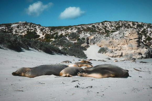 Where to Watch Seals Bask on Rocky Beaches in the U.S. - NewsBreak