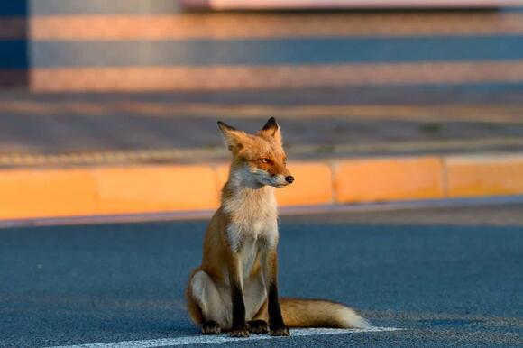 How Urban Foxes Are Thriving in American Cities - NewsBreak