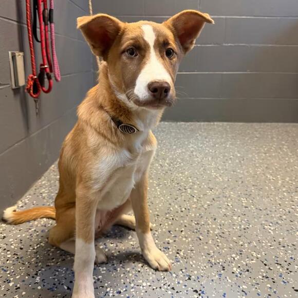 🐶 Playful & Loving Dogs Ready for Adoption in Tuscaloosa - NewsBreak