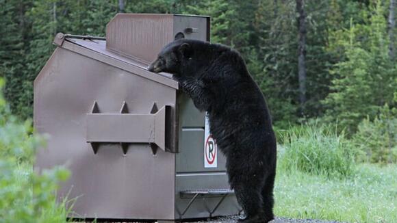 Beware of Bears in These US Cities - NewsBreak