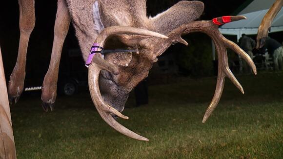 Natural Resources Commission eliminates limited firearms zone for deer ...