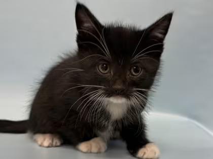 🐱 Playful Kittens and Loving Cats Ready for Adoption in Woodbury ...