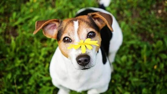 6 Small Dog Breeds Labelled as Trouble and 5 That Are Surprisingly ...