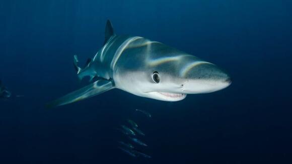 Why Do Sharks Circle Their Prey? The Instinct Scientists Have Studied ...