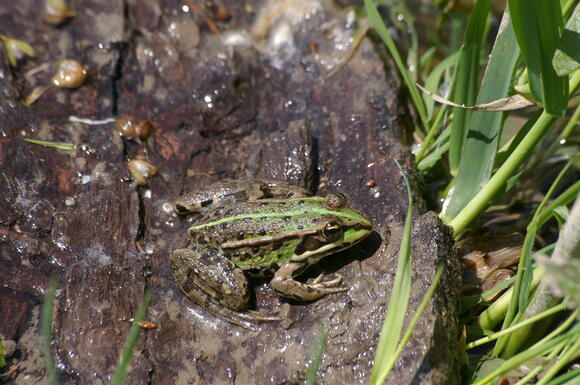 Why Some Australian Frogs Store Tadpoles in Their Stomachs (and Then ...