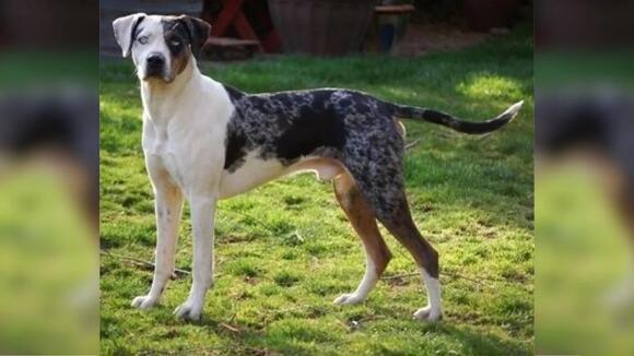 The American Leopard Hound is a Blend of Beauty and Skill - NewsBreak