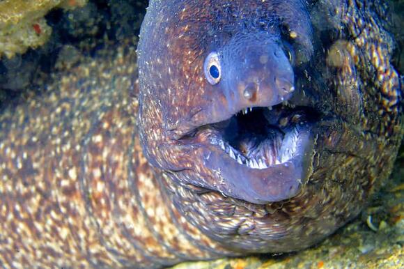 How the Moray Eel Hunts With a Second Set of Jaws - NewsBreak