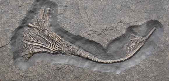 The Fossil You’d Leave Behind – According to Your Rising, Moon, and Sun ...