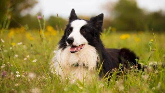 35 Popular Dog Breeds Florida Vets Secretly Wish You’d Stop Choosing ...