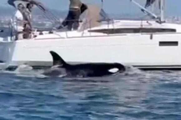 Dramatic moment killer whales ram tourist yacht and sink it as ...