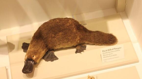 10 Animal Superpowers That Defy Human Understanding - NewsBreak