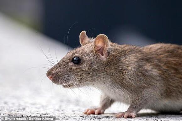 Flight cancelled after 'massive' stowaway rat leaves plane passengers ...