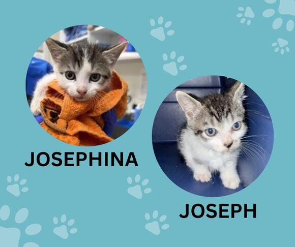 Citrus County Shelter Offers Free Cat Adoptions - NewsBreak