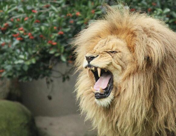 Territory, Power, Drama! — 9 Fascinating Behaviors of Wild Lions ...