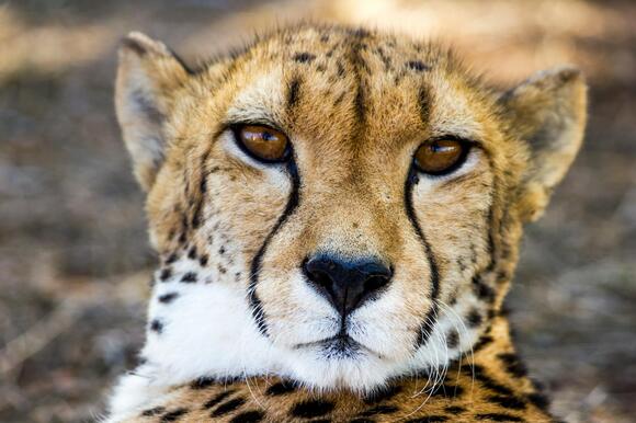Big Cat Dynasties — How Generations of Power Are Passed Down in the ...