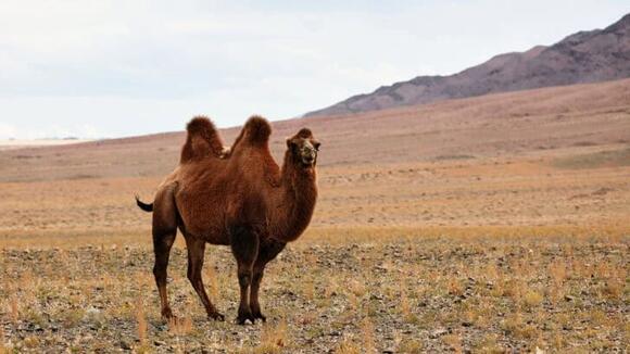 Camels Can Survive for Weeks Without Water, But It’s Not Just Stored in ...