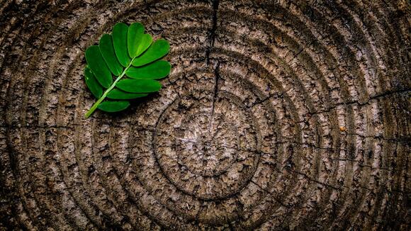 How Trees Remember Climate: Secrets Locked in Tree Rings and Their ...