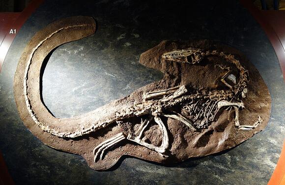 Radiometric Dating Explained How We Know Fossils Are Millions of Years ...