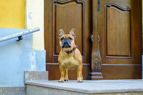 Canine Behavior Experts State: Dogs That Sleep Facing the Door Instead ...