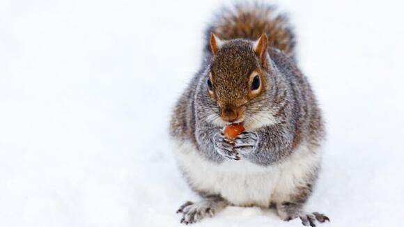 What It Means When Squirrels Suddenly Disappear From Your Yard For Days ...