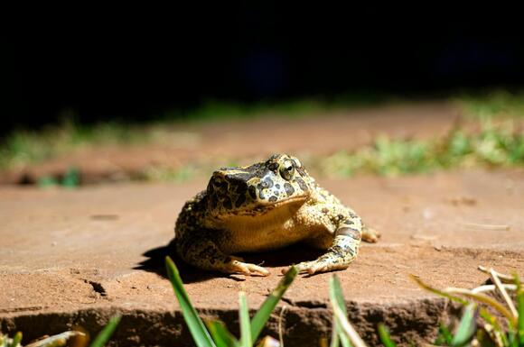 13 Weirdest Animal Births in Nature - NewsBreak