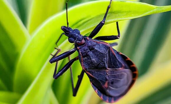 Deadly “Kissing Bug” Parasite Has Established Itself in the U.S. — Here ...