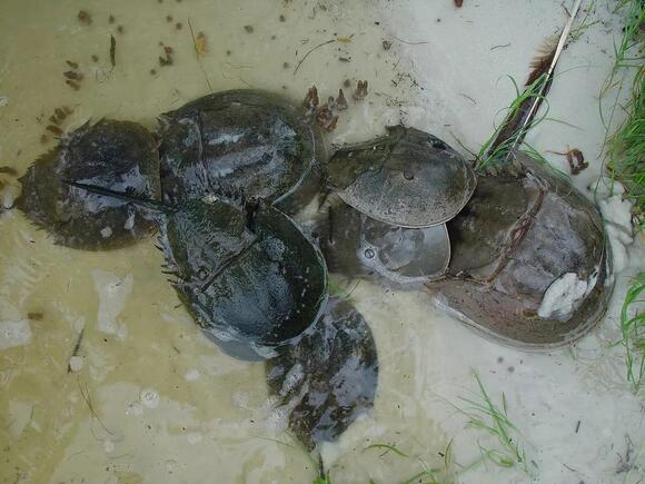 16 Types of Crabs in the Philippines Every Marine Enthusiast Should ...