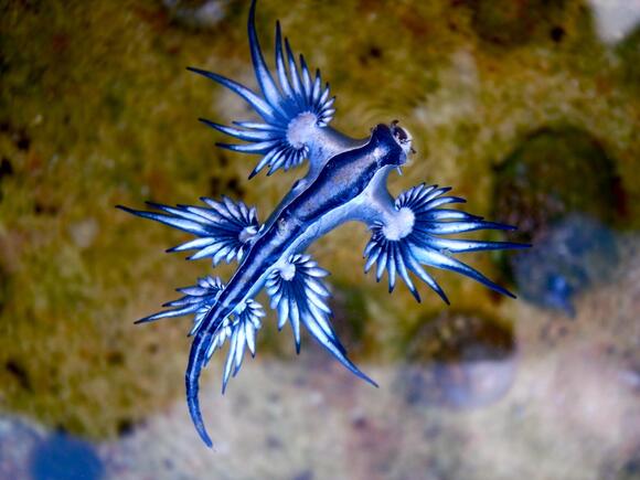 40 Rare Animals That Look Like They Were Made on Another Planet—You Won ...