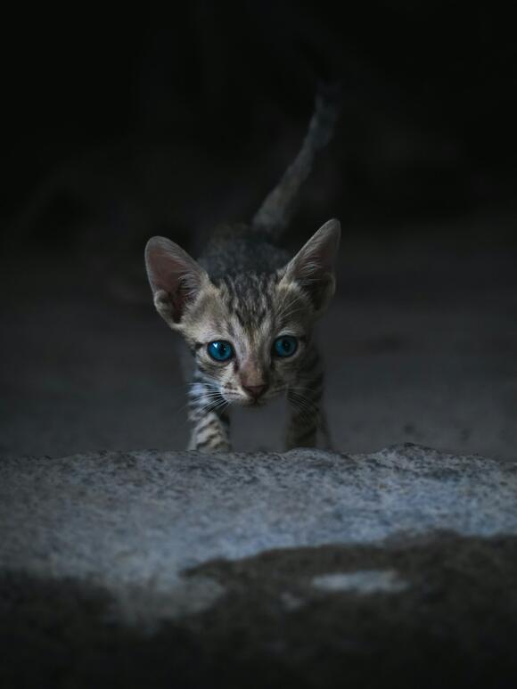 Jealousy in Cats — Real or Myth? Science Weighs In - NewsBreak