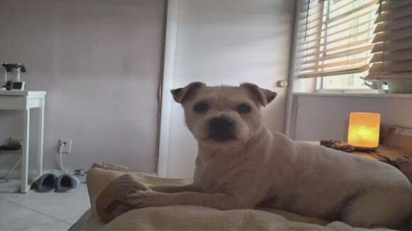 Pit bull attack leaves owner hospitalized and kills another woman’s dog ...