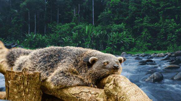 What Is a Binturong? 12 Facts About One of Nature’s Most Critically ...
