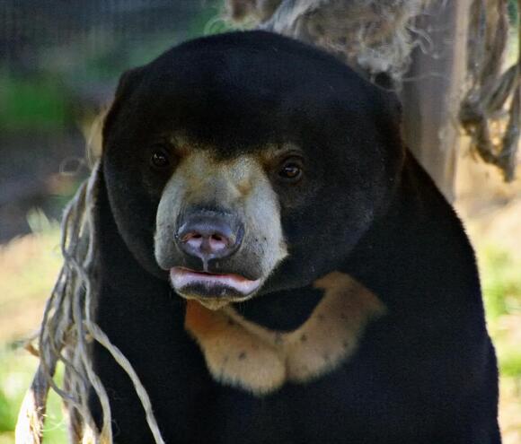 10 Facts About The Sun Bear: The Smallest and Rarest Bear Species ...