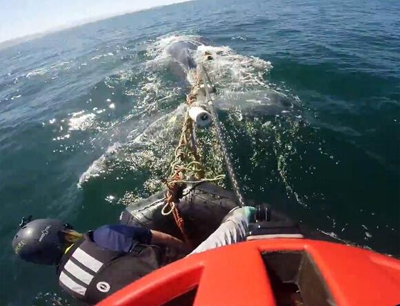 Disturbing report shows whale entanglements in fishing gear have surged ...
