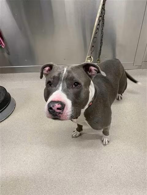 🐶 Playful & Loving Dogs Ready for Adoption in Fairbanks - NewsBreak