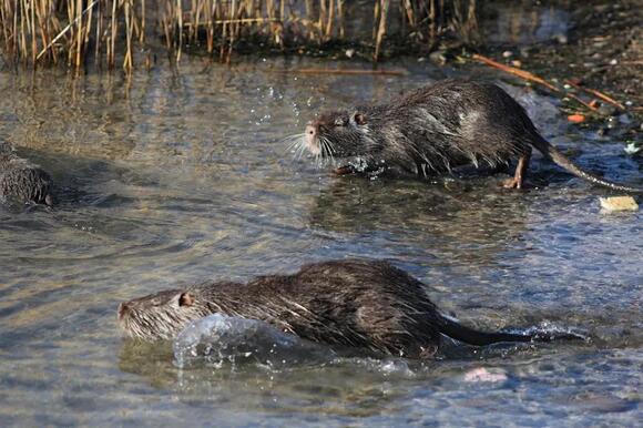 11 Incredible Facts About Beavers That Quietly Reshape Entire ...