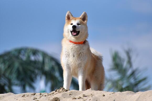 25 Dogs That Will Never Leave Your Side (The Ultimate Loyal Breeds ...
