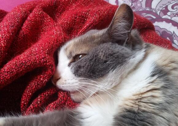 10 Times Cats Proved Their Love — Without Saying a Word - NewsBreak