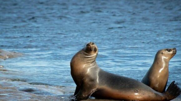 Sea Lions Clap to Celebrate After Every Meal - NewsBreak