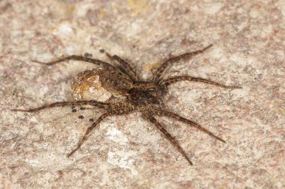 Western Black Widow: The Only Venomous Spider In Montana's Homes ...