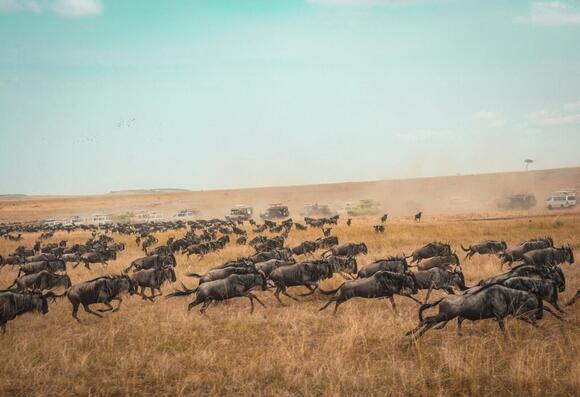 How Wildlife Corridors Help Animals Migrate Safely - NewsBreak