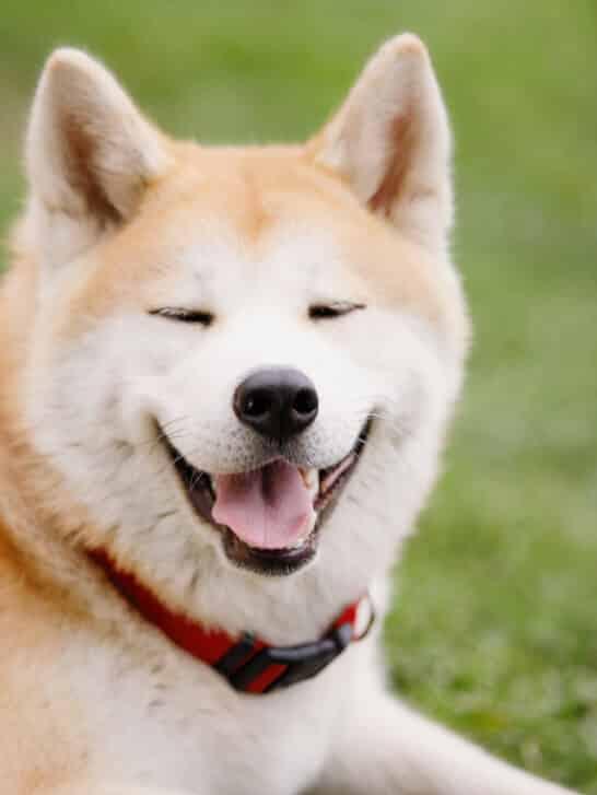 Akita – The Majestic And Loyal Breed Of Japan’s National Treasure ...