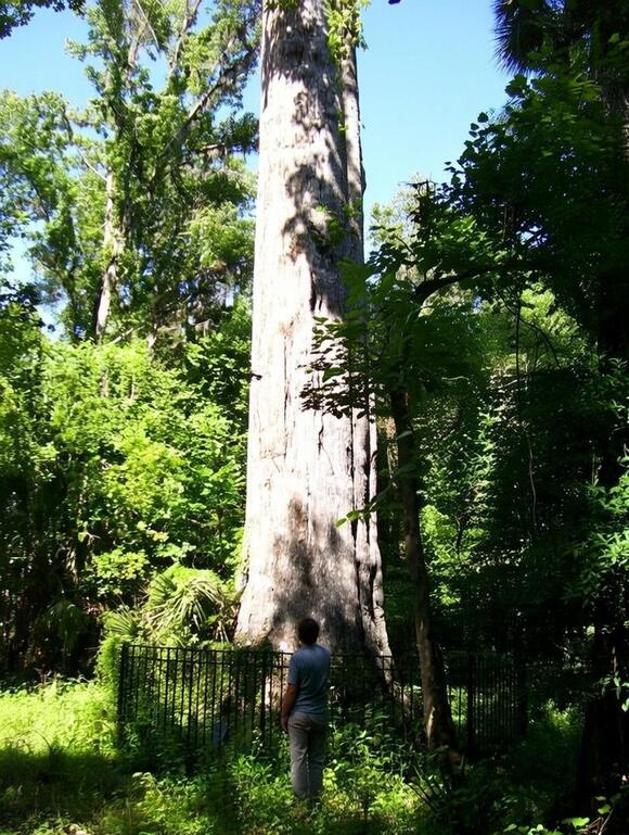 Floridas Oldes Tree: A 2,000-Year-Old Sentry Stands Guard in a State ...