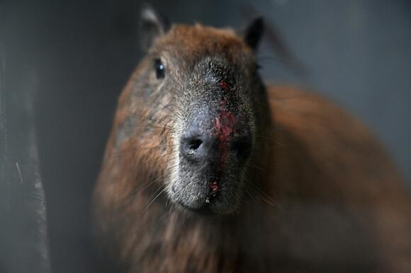 Eight people arrested in Brazil for 'brutal' attack on capybara - NewsBreak