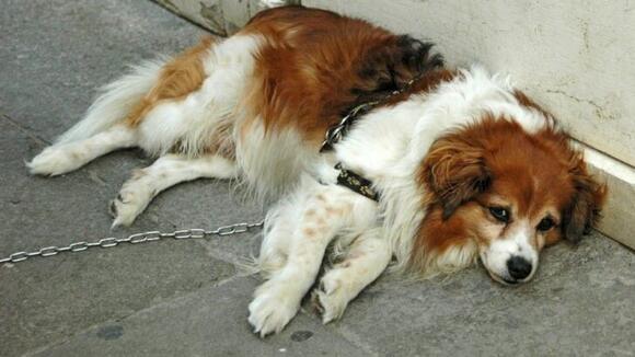 The One Thing You Do Every Day That Makes Your Dog Stop Trusting You ...