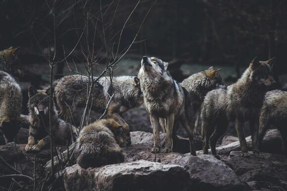The Return of the Irish Wolf: Can Ireland Bring Back Its Apex Predator ...