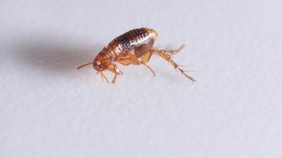 This Animal Can Jump 100 Times Its Own Height - NewsBreak