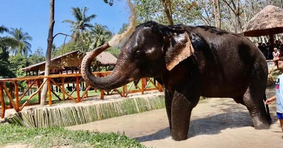 Spanish Tourist, 22, Killed by Elephant in Thailand as Her Boyfriend ...