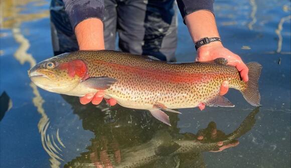 Trout stocking schedule released for 2025 - NewsBreak