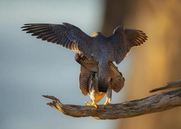 What The Falcon as Your Native American Zodiac Sign Means - NewsBreak